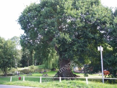 Photo 6x4 Fingringhoe Oak (11978) Wivenhoe This is the famous ...