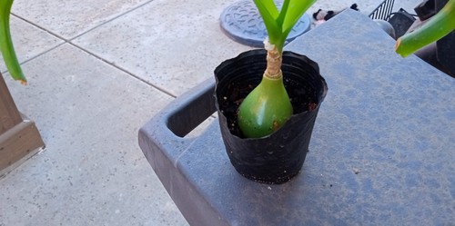 Pic 1 Only-1 Albuca Bracteate Pregnant Onion Plant Baby Bulb tranplnt ...