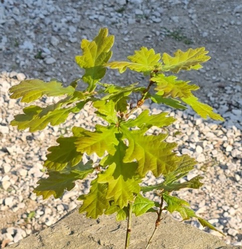 English Oak Tree Sapling. 20- 35 cm tall. Plant a Squirrel feeder ...