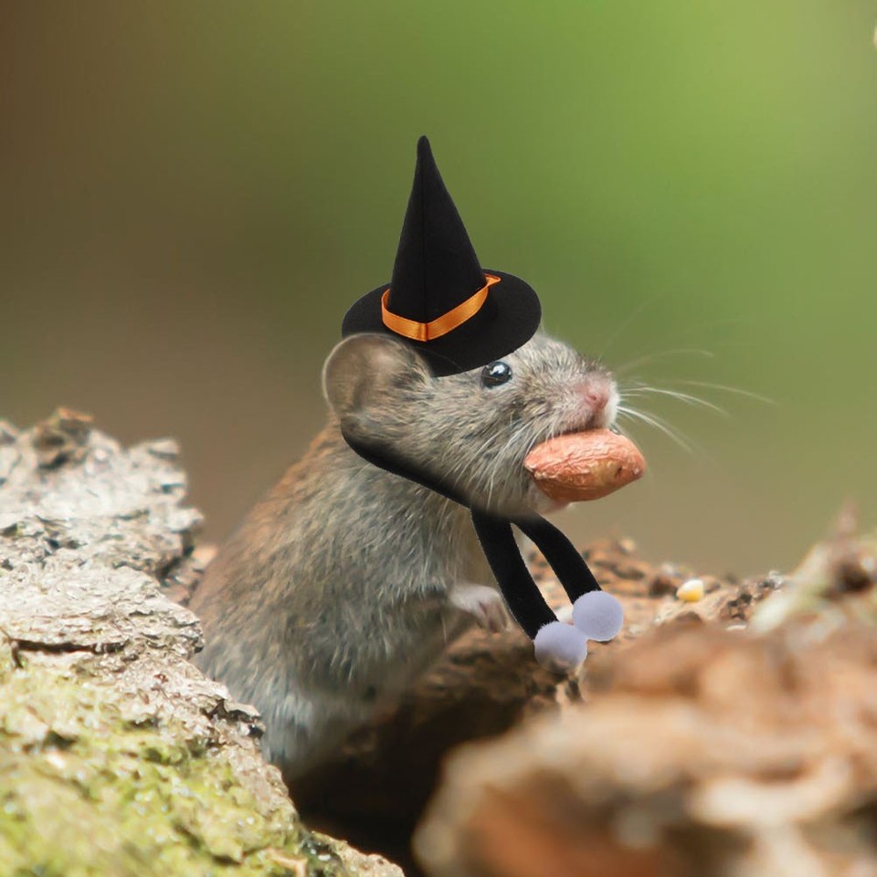 1 Set Small Pet Hat Bowtie Pet Festival Headdress Lizard Photography ...