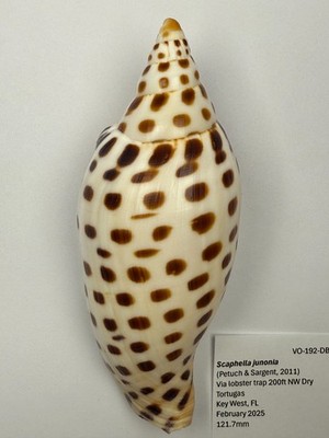 Large Scaphella junonia elizabethae – Rare Junonia Volute 121.7 mm - | eBay