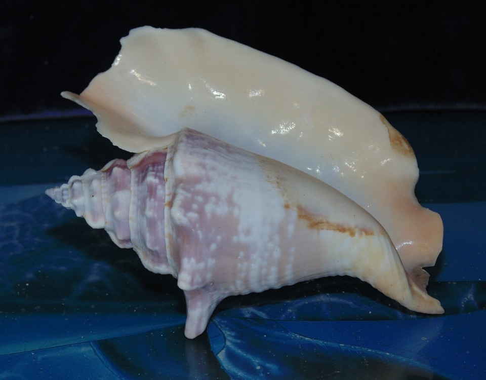 4" to 5-1/2" ROOSTER CONCH, STROMBUS GALLUS SEA SHELL, BEACH DECOR ...