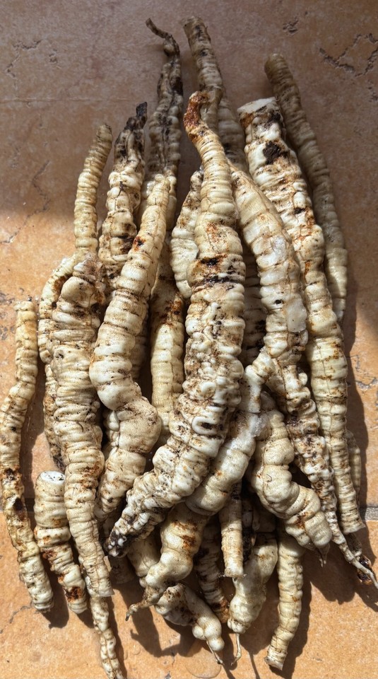 Skirret (Sium sisarum) – Rare Heirloom Perennial Root Vegetable – 25 ...