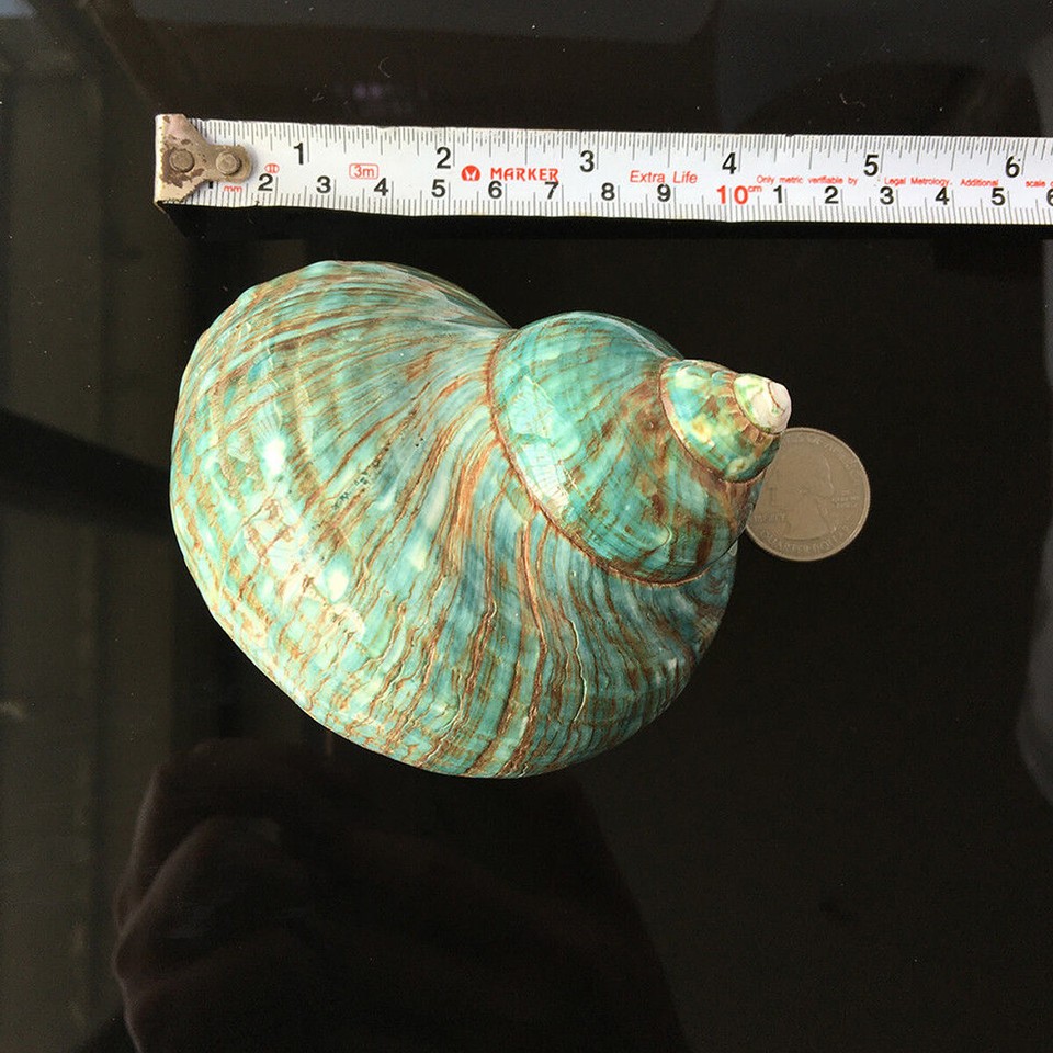 Natural Green Turban Shell Conch Coral Sea Snail Home Fish Tank Decor L ...