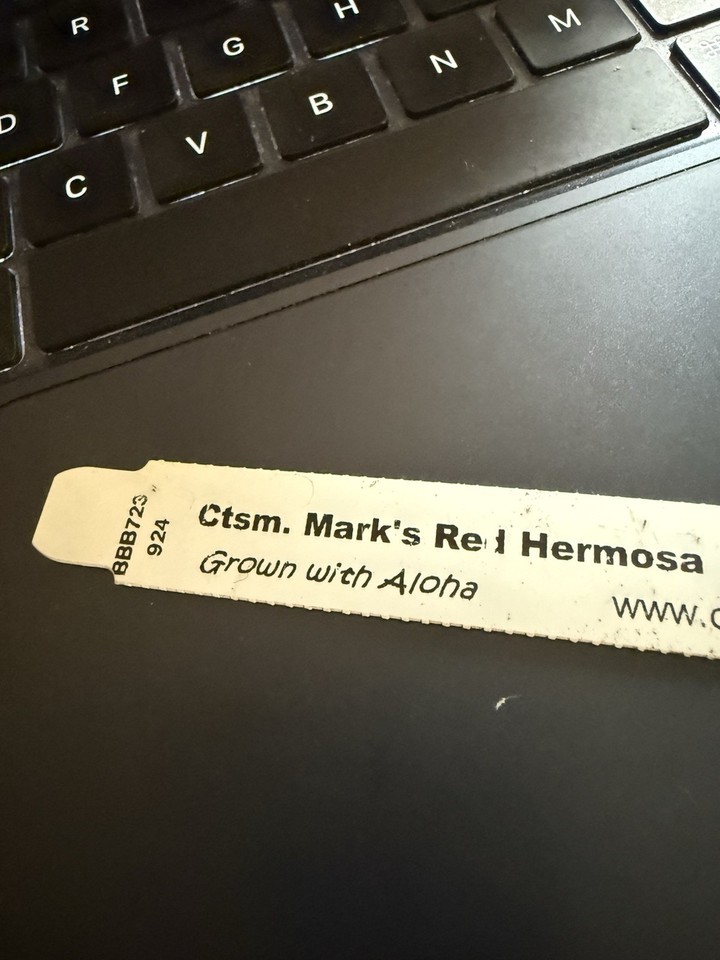 Orchid Plant Catasetum Red Hermosa 4 in pot | eBay