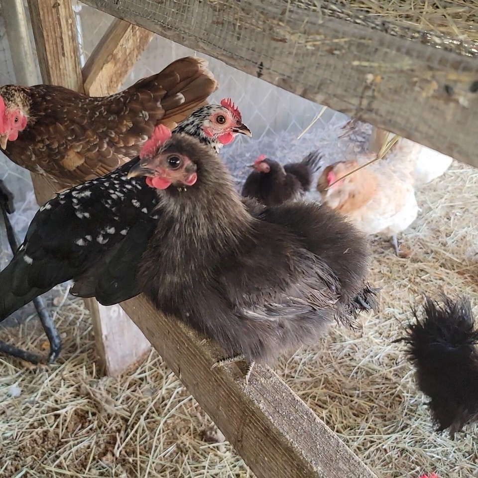 8+1 Serama Bantam Hatching Eggs 4-H Kikiriki Teacup Chicken | eBay