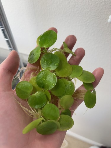 Amazon Frogbit Live Aquarium/Pond Plant (6 Plants) BUY 2 GET 1 FREE | eBay