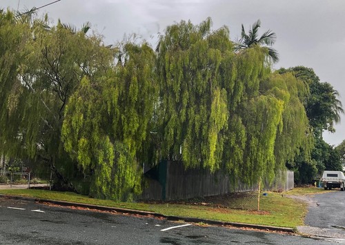 Leptospermum madidum - Weeping Tea Tree | eBay
