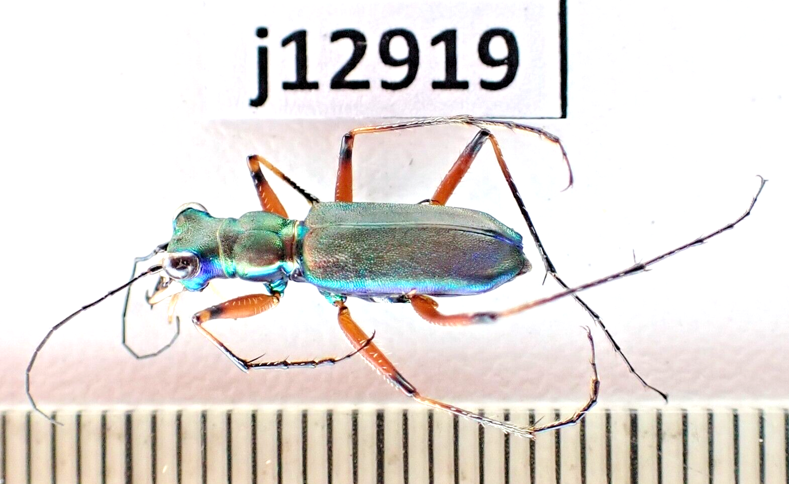 j12919. Insects, Cicindelidae sp. Vietnam, Lam Dong | eBay