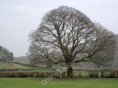 Photo 6x4 Oak tree in farmland near Beulah, Powys Beulah/SN9251 This is ...