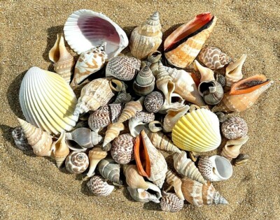 100g MIXED SEASHELLS FROM BALI (HOME DECOR / ART & CRAFT / AQUARIUM ...