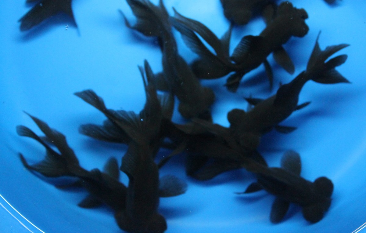 Black Moor Goldfish Tank