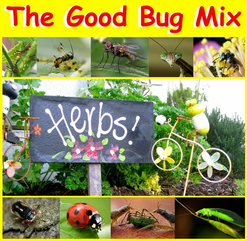 BENEFICIAL HERB & BUG MIX SEEDS,16 VARIETIES,ATTRACT GOOD BUGS FLOWER ...