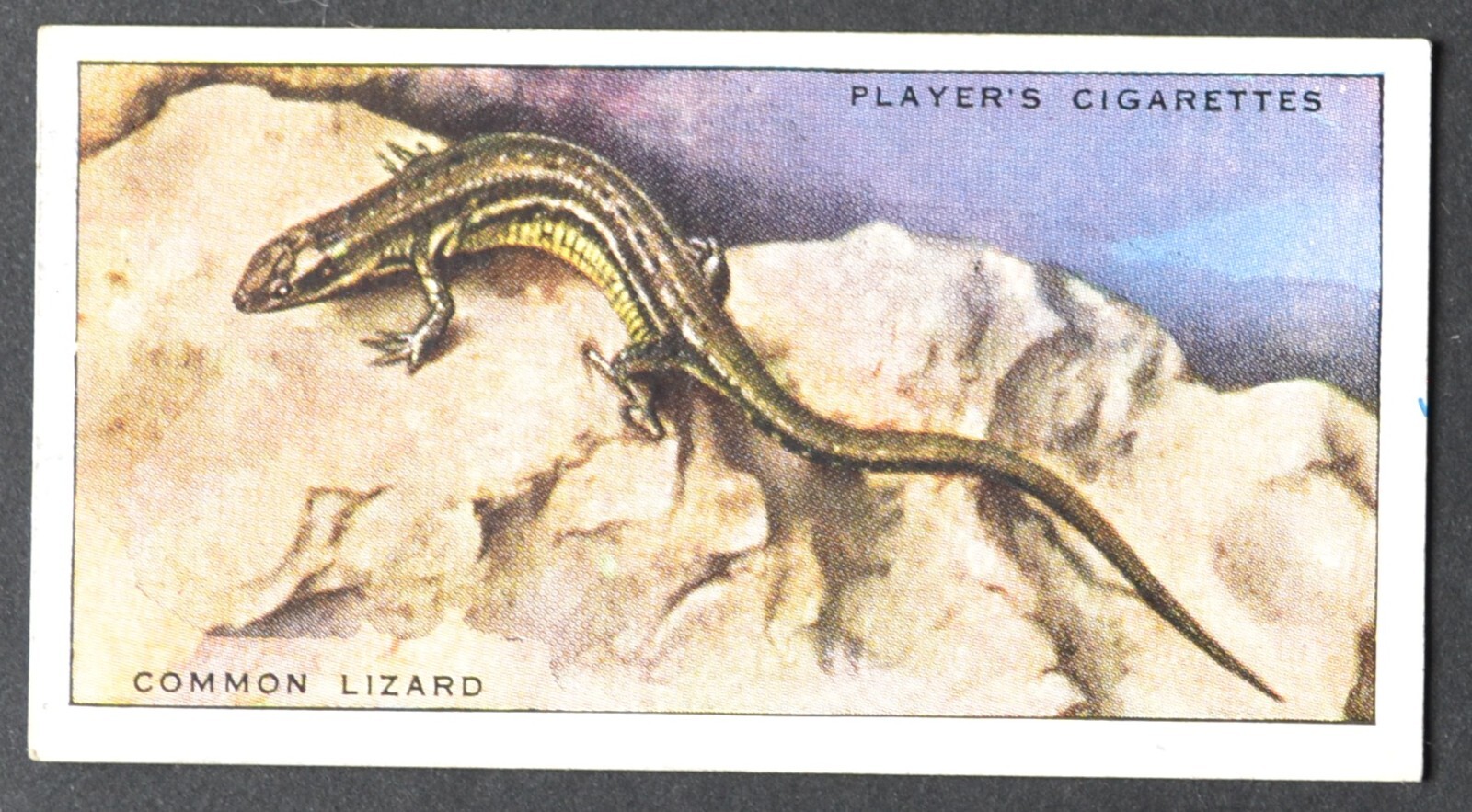 1939 John Player's Cigarette Card Animals of the Countryside # 40 ...