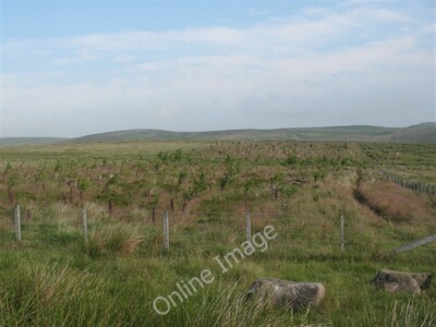 Photo 6x4 New plantation on Wooler Common Middleton Hall/NT9825 The map ...