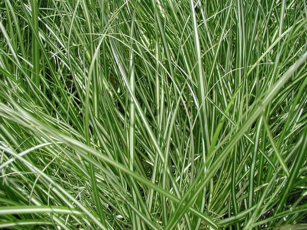Carex 'Evergold' Sedge 30 Plants in 3-1/2 inch Pots FREE SHIPPING | eBay