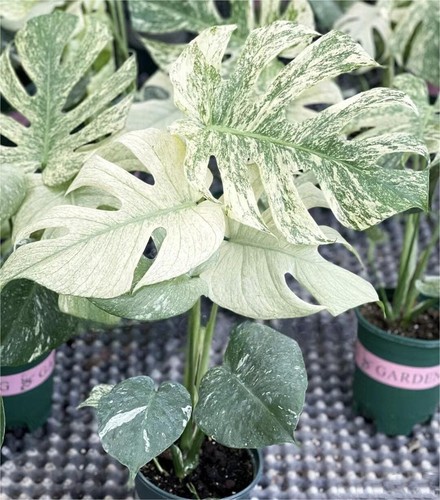 Monstera deliciosa Large Form ‘White Monster’ Mint-Type Sport | eBay UK