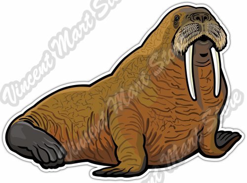 Walrus Large Flippered Marine Mammal Car Bumper Window Vinyl Sticker ...