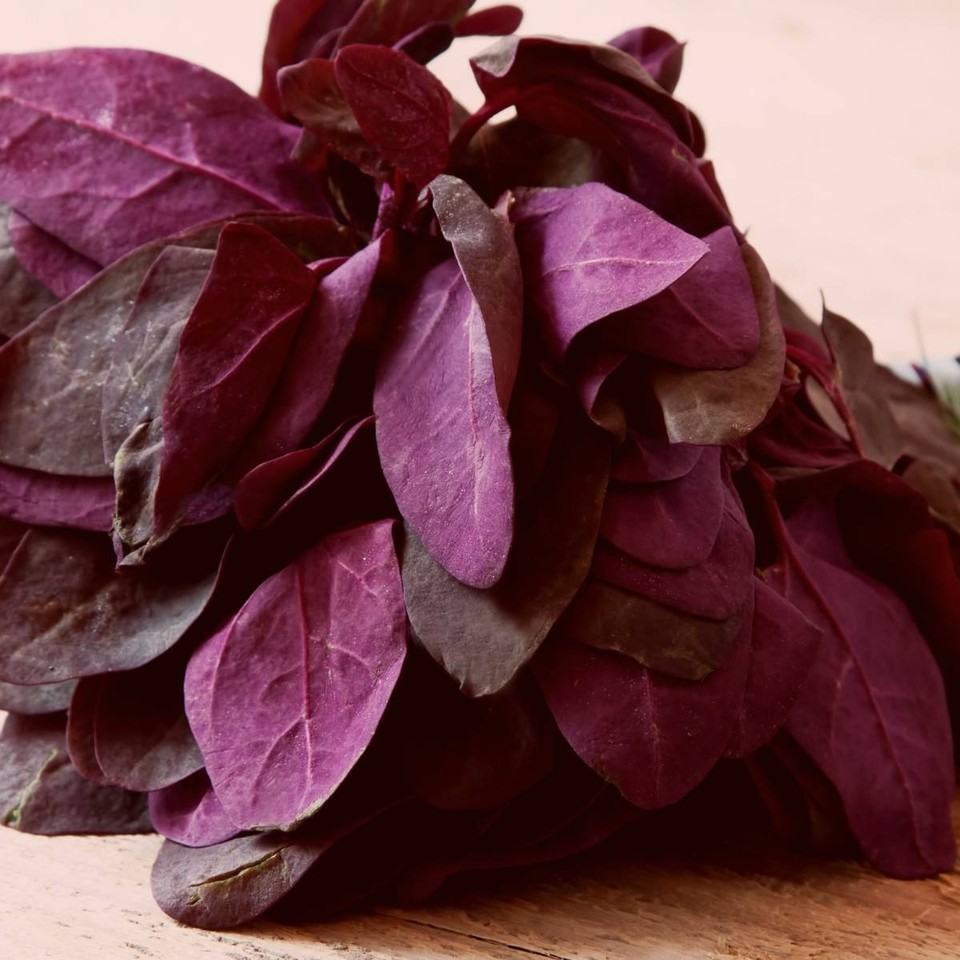 Orach Red Fire Seeds, French Spinach, Mountain Spinach, NON-GMO, FREE ...