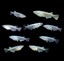 8 Miyuki Medaka, Platinum Blue Japanese Rice Fish, Easy Hardy Aquarium ...