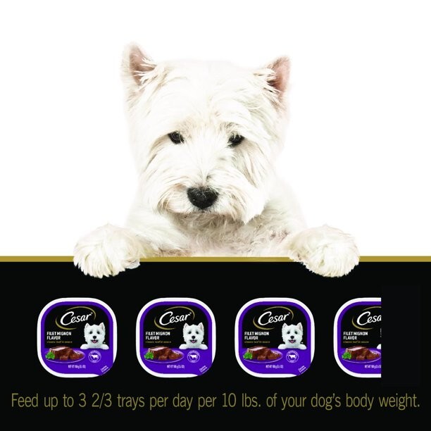 CESAR Filet Mignon Flavor Wet Dog Food Classic Loaf in Sauce Multipack ...