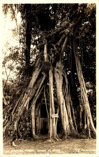 Postcard The Banyan Tree Dania Florida RPPC | eBay