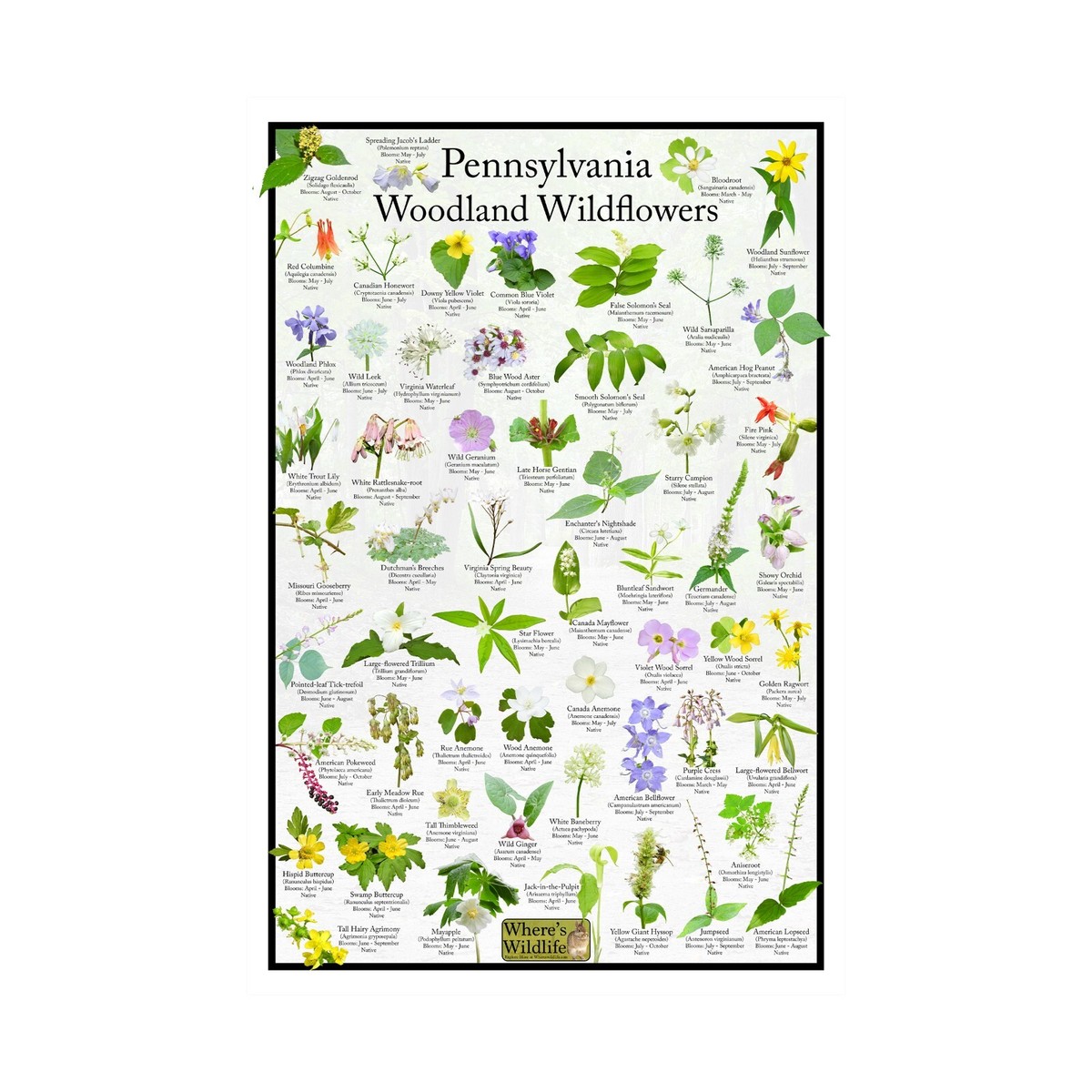 Pennsylvania Native Wildflowers Wildflowers | Prairie Nursery