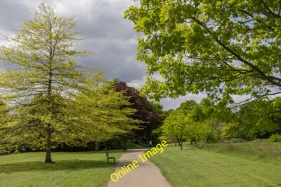 Photo 12x8 Spring Foliage on Scarlet Oaks, Oakwood Park, London N14 ...