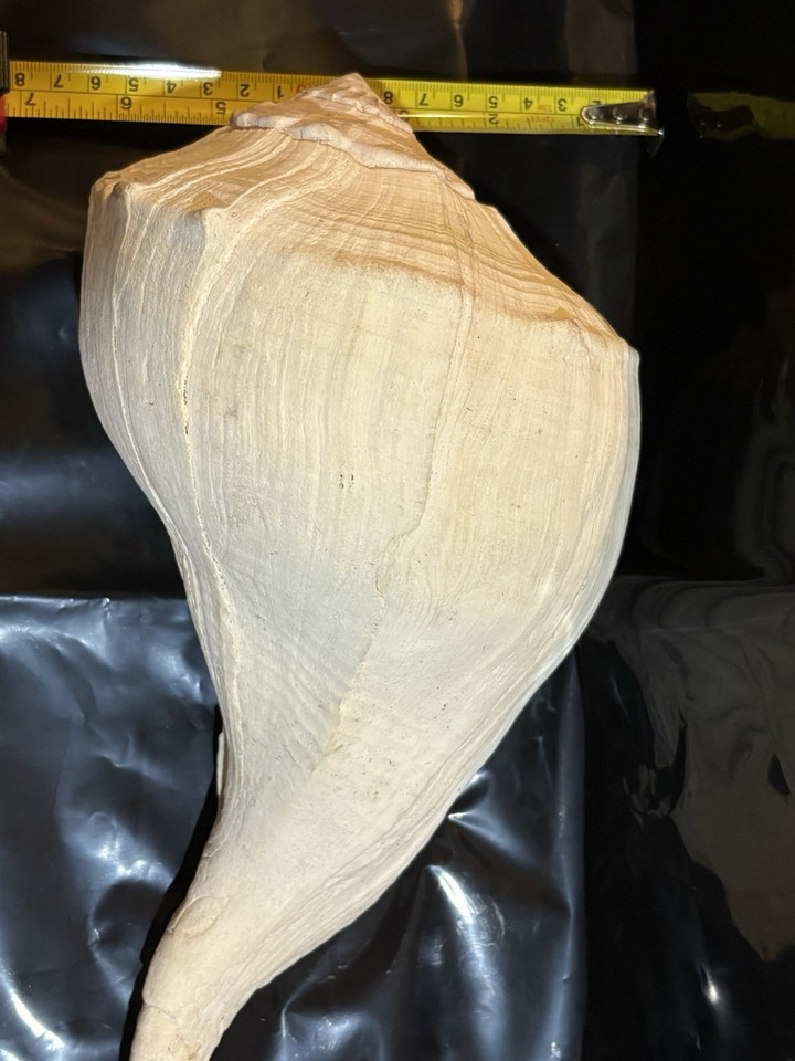 White Lightening Whelk Conch Large 11.75”Shell Ocean Swirl Point Horn ...