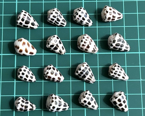 Hebrew Cone Shell from japan Set of 16 Okinawa shell 1.5cm to 1.6cm | eBay