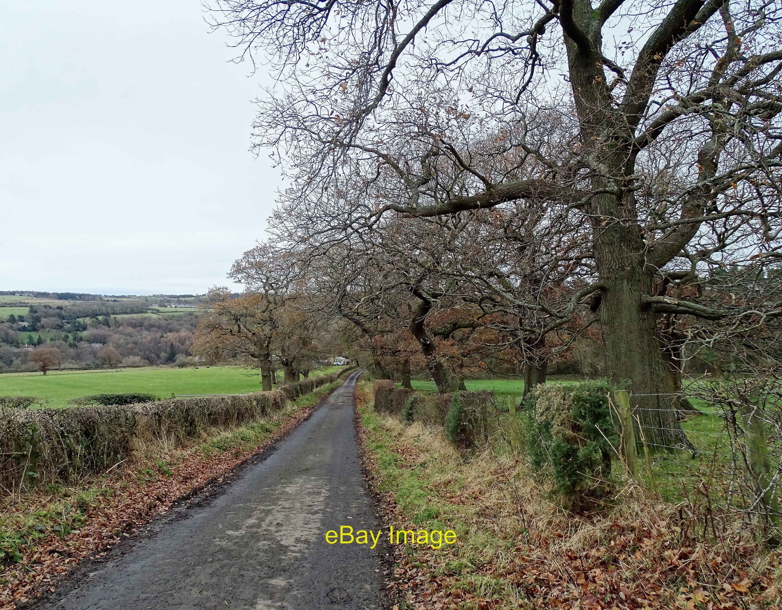 Photo 12x8 Tree lined lane East Law/NZ0954 Looking down Fine Lane ...