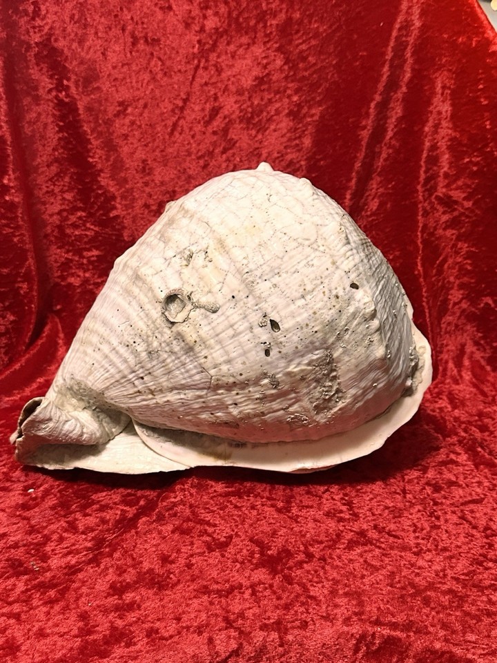 Queen Emperor Helmet Shell Large Seashell Natural Conch 12” Long 9 ...