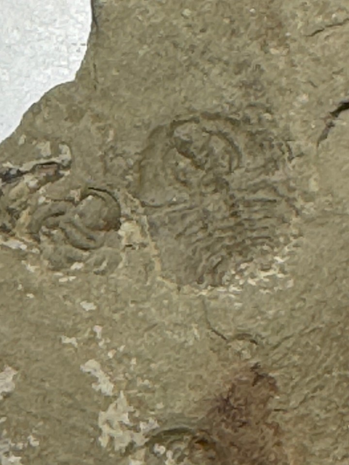 TRILOBITE FOSSIL MULTIPLE OLENELLUS SPECIMEN | eBay