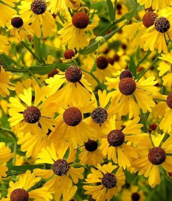 HELENIUM FLEXUOSUM, PURPLE-HEADED SNEEZEWEED | eBay