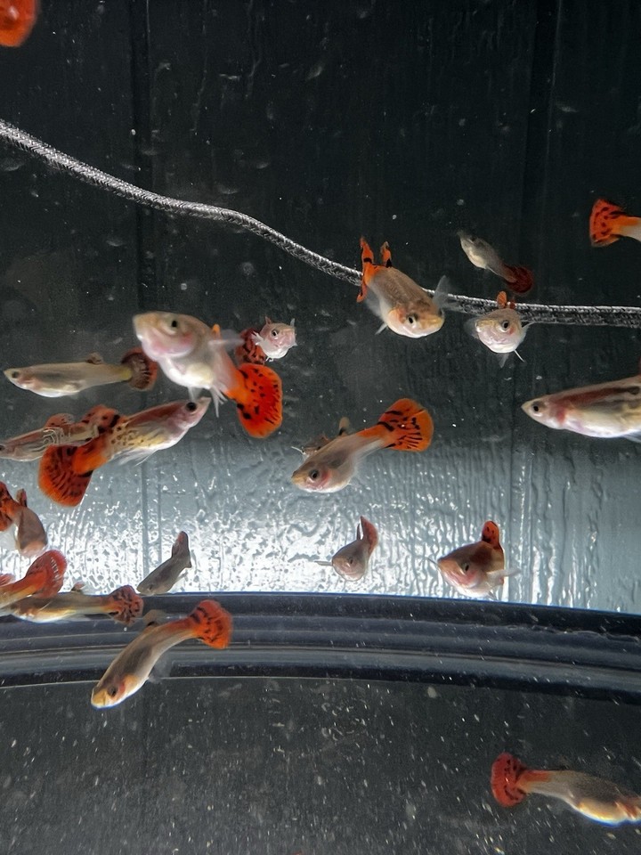 10 Red Cobra Guppies Live Aquarium Fish US Seller 1”+ | eBay