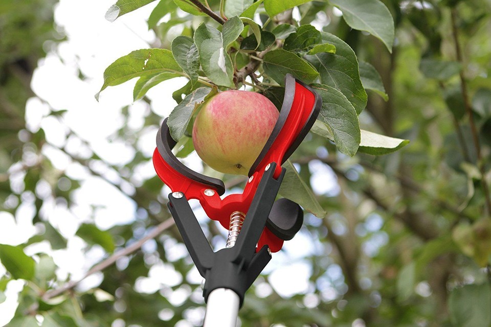 Fruit Picker Telescopic Easy Reach Large Fruit Tree Apple/Pear Picker ...