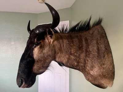 Blue Wildebeest Taxidermy Shoulder Mount | eBay