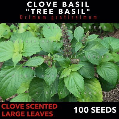 Large Leaf Clove Basil, Tree Basil, Herb Seeds, Ocimum gratissimum x ...