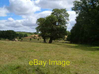 Photo 6x4 Field near Fallapit House East Allington Cattle graze in this ...