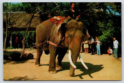 Elephant Tom Land Bangkok Thailand Vintage Postcard | eBay