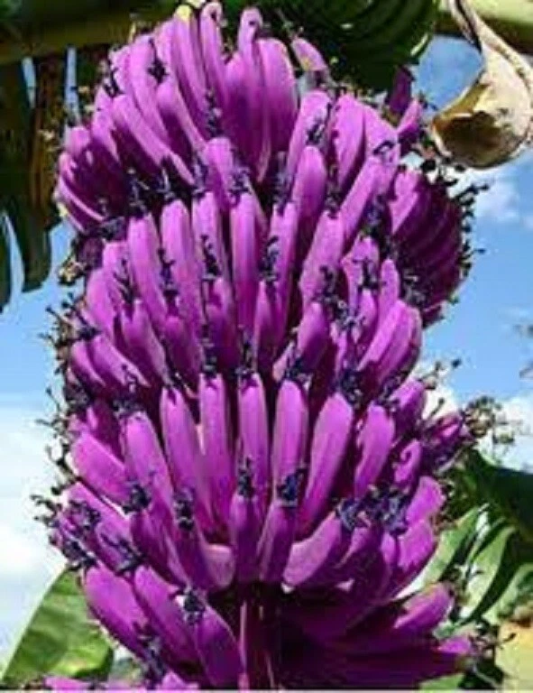 Purple Banana Fruit