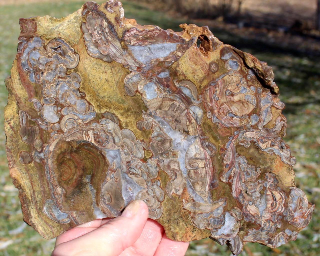 MUSHROOM JASPER SLAB 420 grams rock/agate/rough/cab/specimen/gem ...