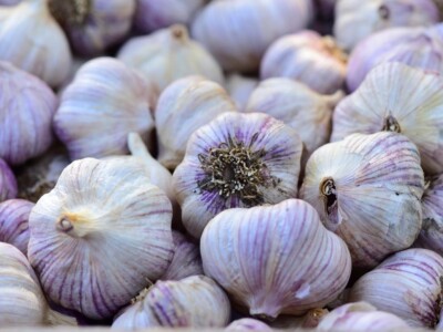 Siberian Garlic ,Whole Garlic Bulbs, Bulbs are ready for eating or ...