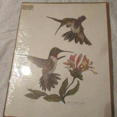 Vintage Ruby Throated Hummingbird Print - C Munson McNeil 1979 | eBay