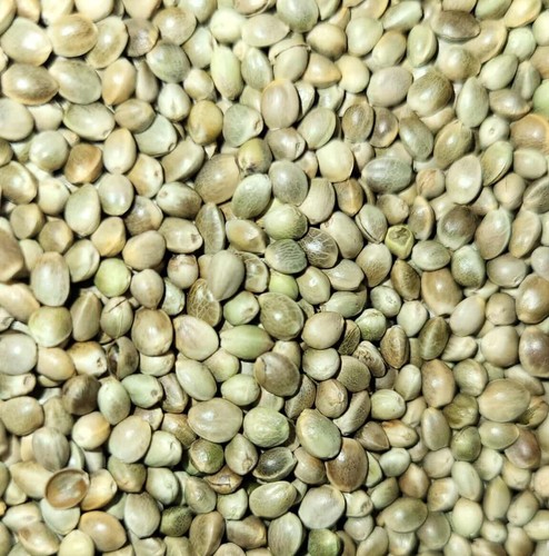 Premium Kosher Hemp Seed Nuts – 100% Food Grade & Nutrient-Rich! | eBay
