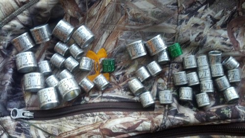 42 duck and goose bands bird bands taxidermy call 800 bird band | eBay