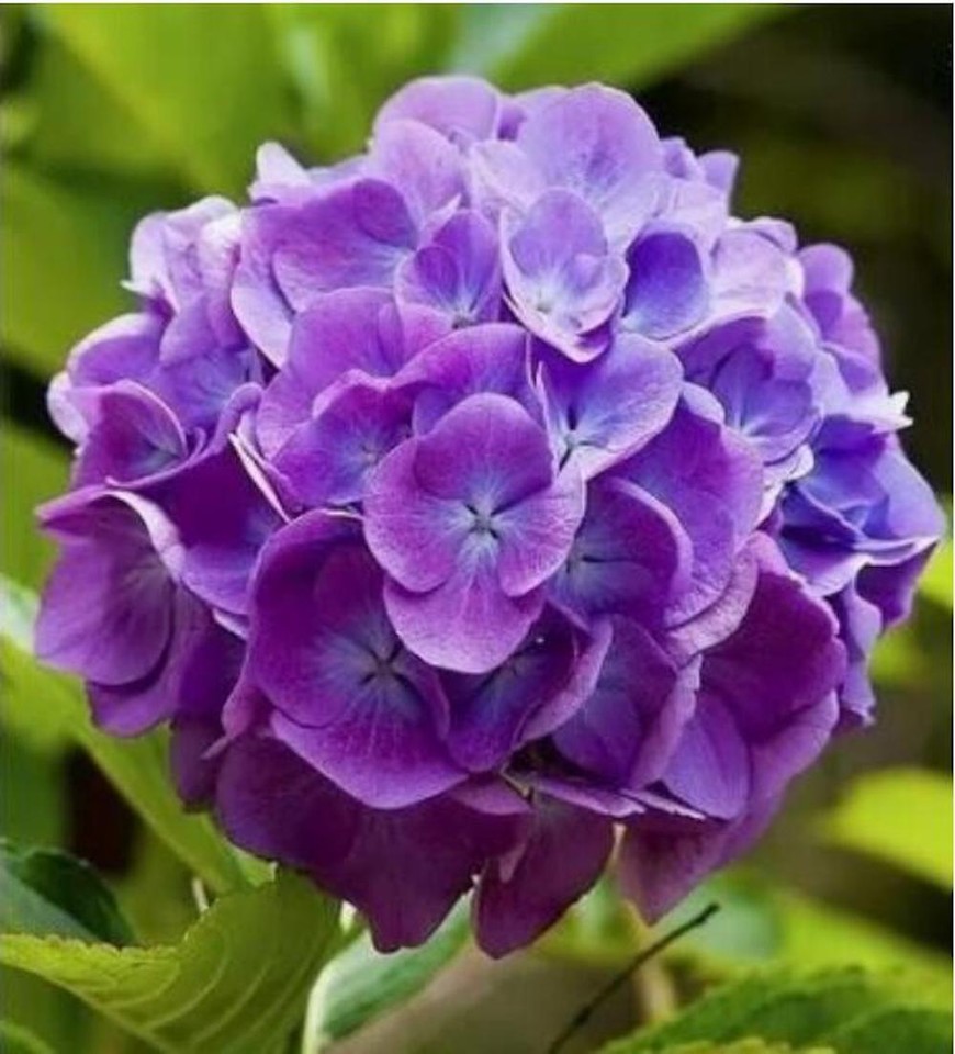 20 HYDRANGEA FLOWER SEEDS rare exotic ball bloom plant garden bush b ...