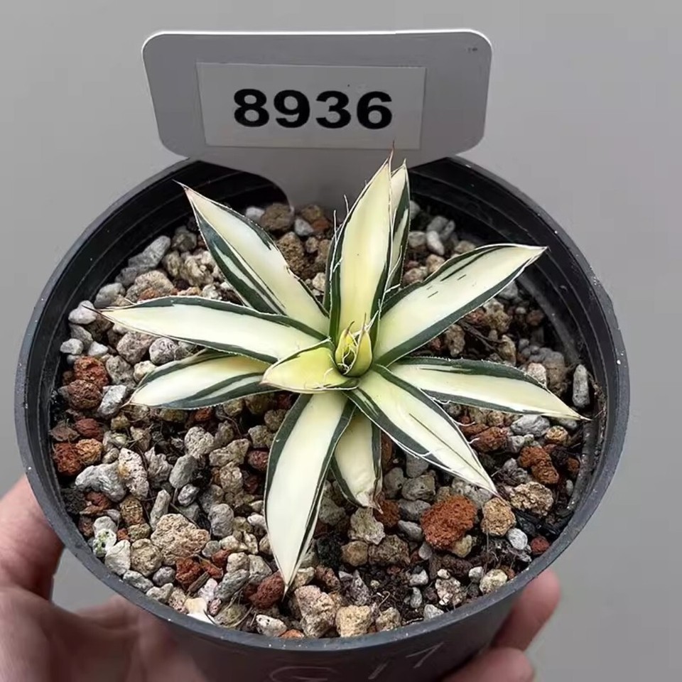 5CM Succulent Agave Plant Agave Filifera V.Compacta Yellow Variegated ...