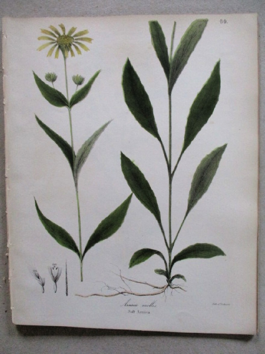 Vtg Print, SOFT ARNICA , 1843,NY BOTANY, Torrey, Color, 11x9" | eBay