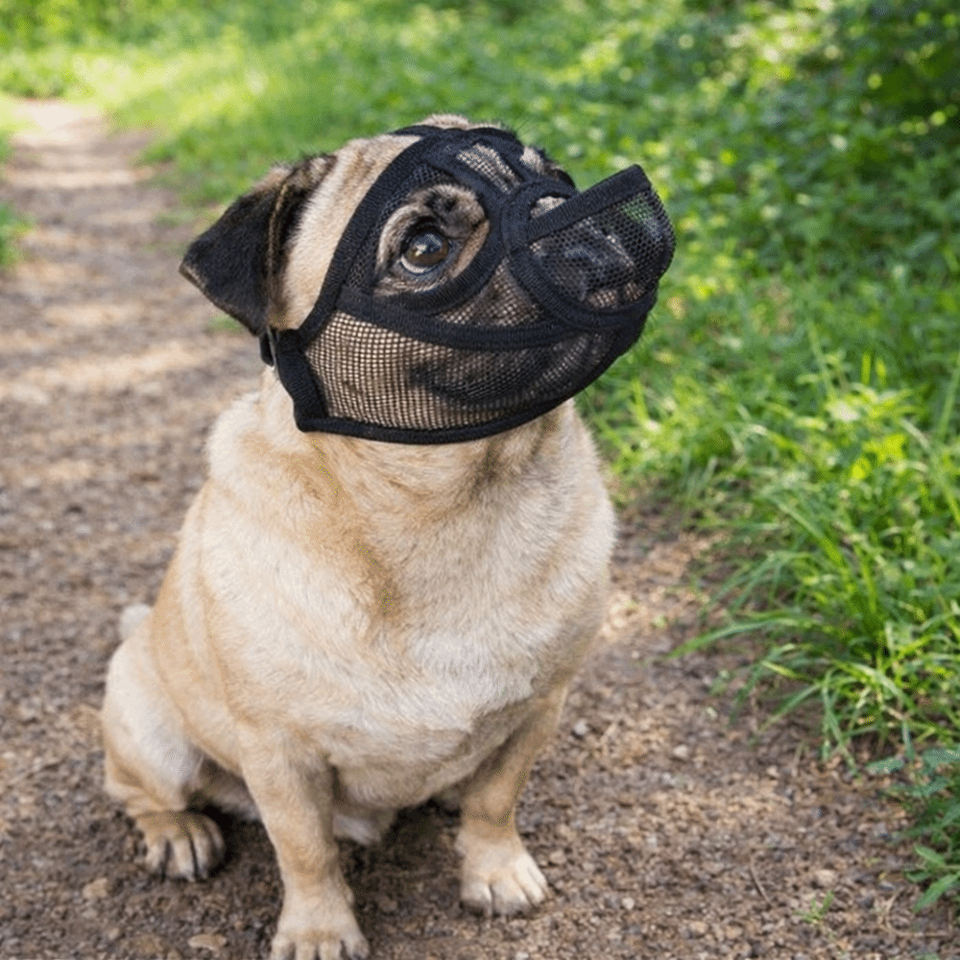 Anti-Eating Dog Anti-Biting Muzzle Mesh Dog Stop Barking Mask Outdoor ...